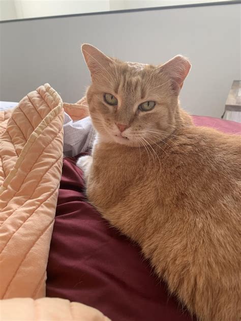 My Sunshine Kitty R Orangecats