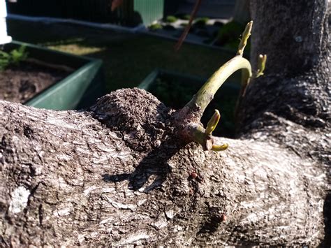 Forum Avocado Root Rot