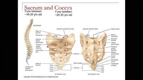 Sacrum And Coccyx Anatomy The Spine Anatomy And Function