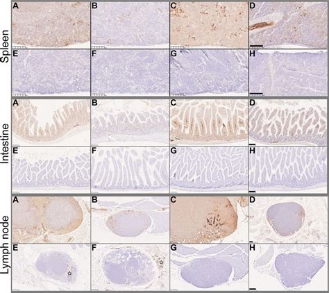 Immunostaining Of C57bl6n Mouse Ffpe Tissue Spleen Intestine And Download Scientific