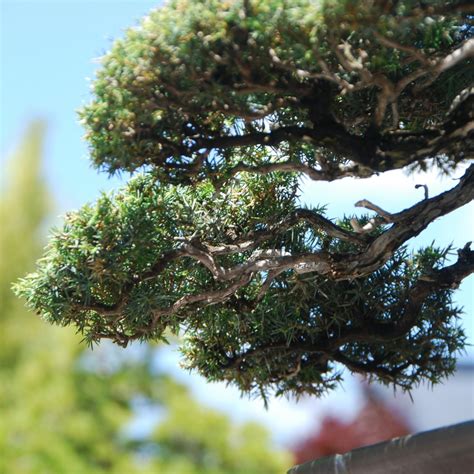 Pruning And Pinching Juniper Bonsai Mastering Bonsai Technique