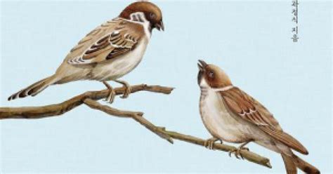 북스and 새책 오해에 억울한 까마귀 과찬에 행복한 비둘기