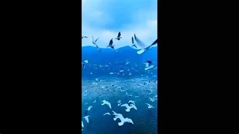 සිරගත කල සිතුවිලි වල කිසි අඩුවක් නෑ අදට වඩා හොඳ දවසක් හෙට නැතිවෙන් නෑ Youtube