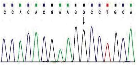 the partial dna sequence gg genotypes of exon 8 region in ldlr gene