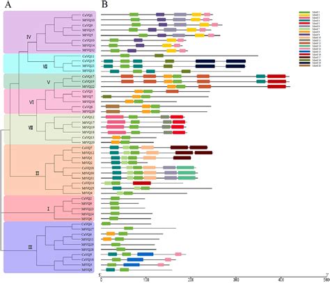 Genome Wide Identification And Expression Analysis Of The Vq Gene