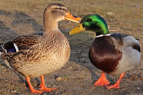 15 Interesting And Fun Mallard Duck Facts You Never Knew Optics Mag