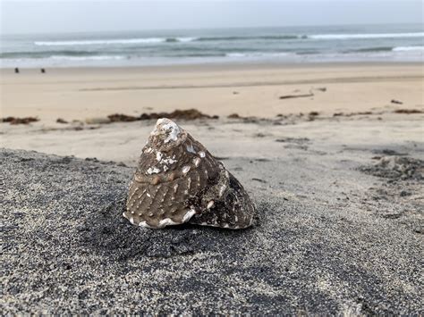 Best Beaches To Find Shells In San Diego At Donte Galiano Blog