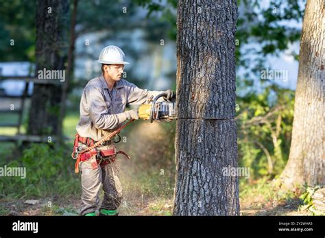 Tree Trimmer Using Chainsaw And Gear To Cut Down Large Oak Tree Stock Photo Alamy