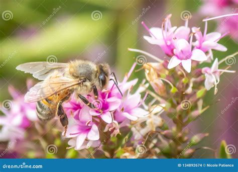 Honey Bee Feeding On Pink Hebe Flowers Gisborne Victoria Australia