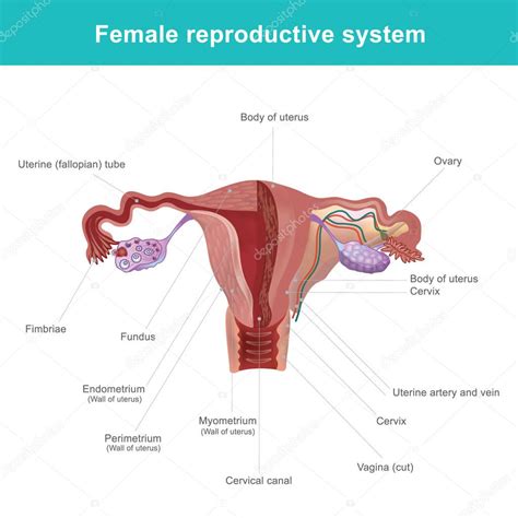 Diagram Perineum Female Reproductive Diagram Mydiagramonline