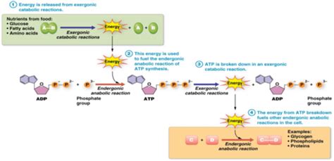 Unit 1 ATP Generation And Use Flashcards Quizlet