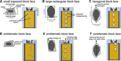 Figure 1 From Serial Section Electron Microscopy Using Automated Tape Collecting Ultramicrotome