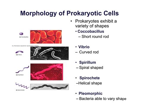 Lecture 2 Microbial Cell Structure Ug Medicinepdf