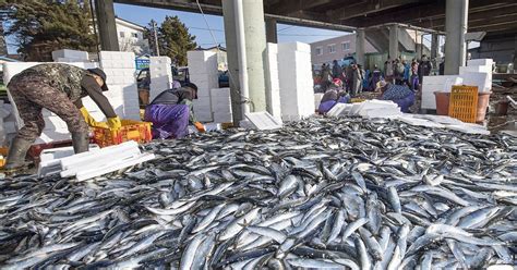 동해안 대표 어종 바뀌나… 오징어 떠나고 청어·복어 만선