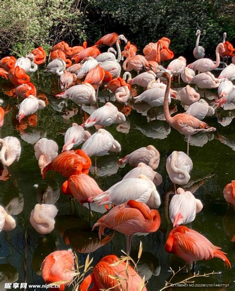 红鹳摄影图鸟类生物世界摄影图库昵图网