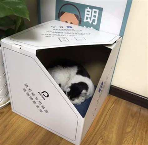 猫窝推出春季定制款 给流浪猫早春的温暖关怀 新浪公益 新浪网