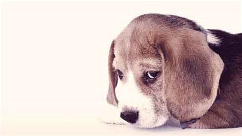 How Can You Treat Addisons Disease In Dogs