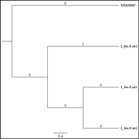Distance Tree Using Blast Tool In The Geneious Software Download