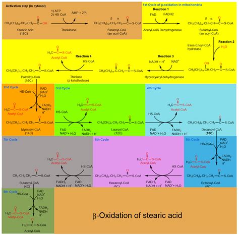 Beta Oxidation Cycle Beta Oxidation Cycle