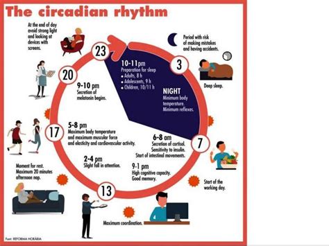 A Circadian Rhythm Acts Something Like An Internal Timer That