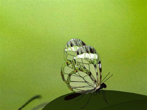 Orchard Butterfly Sketchup 3d Model Skp File Download Sketchupbox