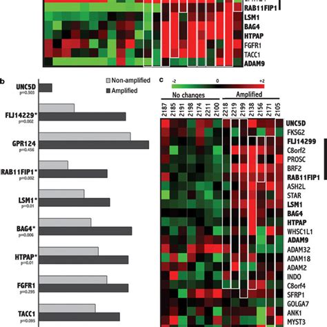 Amplicon Boundaries Size And Structure Download Table