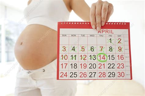 Due Date Stock Image F004 0612 Science Photo Library