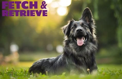 fetch and retrieve semantictrade