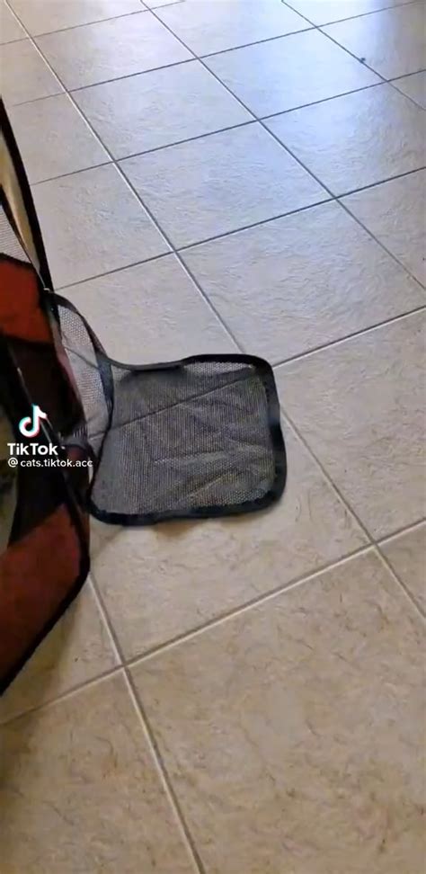 Lil Cheeto Has Something To Say R Formyberb