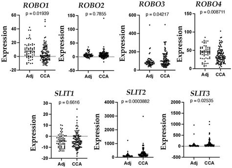 Altered Mrna Levels Of Slit And Robo In Human Cca Graph Data Were Download Scientific Diagram