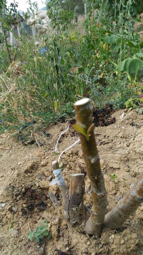 Rootstock Pear Scion Pear T Budding Grafting