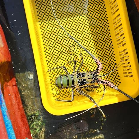 近海産海水魚甲殻類海洋生物深海生物深海魚