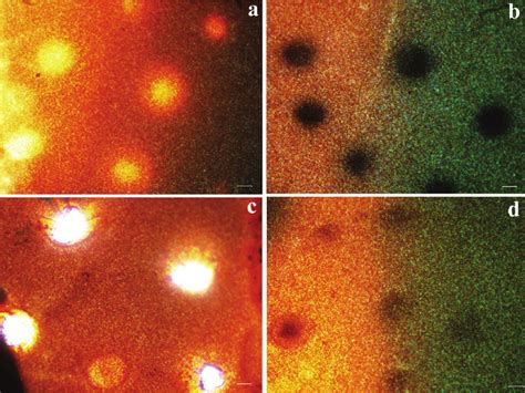 Nepenthes Ventricosa Protease Film Tests A Stage 3 Protease Film