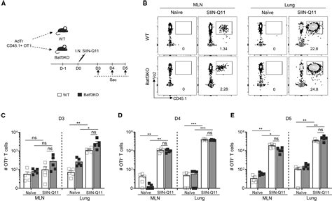 Lung Cdc1 And Cdc2 Dendritic Cells Priming Naive Cd8 T Cells In Situ Prior To Migration To