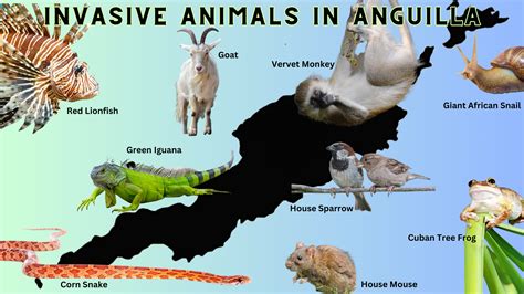 Anguilla Invasive Plant Management Project Home