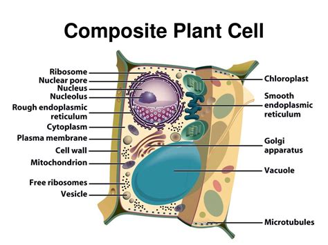 Ppt Cell Structure And Function Powerpoint Presentation Free