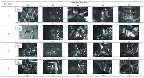 Optical Image Of Vitamin B12 Four Types Of Substrates With Different