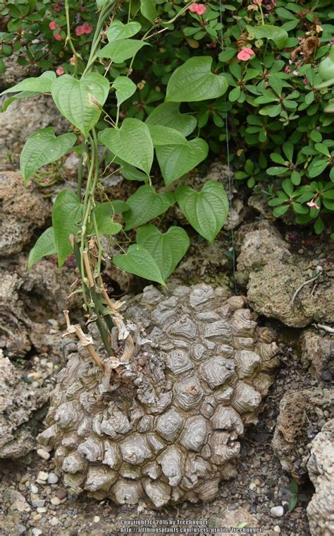 Photo Of The Leaves Of Wild Mexican Yam Dioscorea Mexicana Posted By