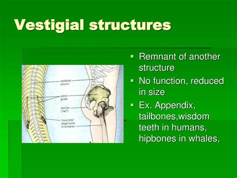 Ppt Principles Of Evolution Powerpoint Presentation Free Download