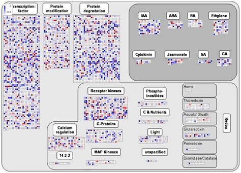 Mapman Visualization Of Differences In Transcript Levels Between Download Scientific Diagram