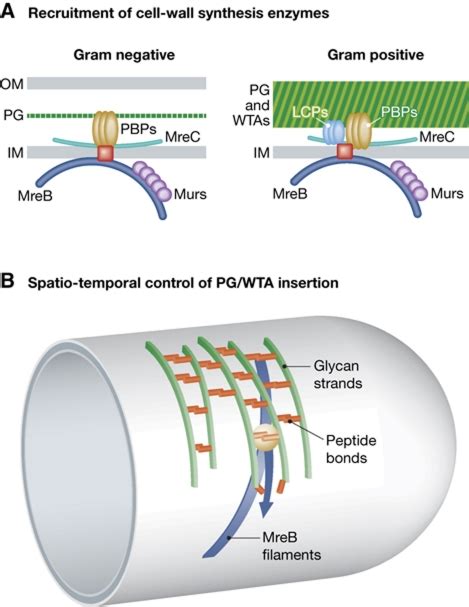 Rotate Into Shape Mreb And Bacterial Morphogenesis Pmc