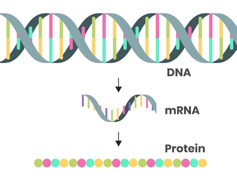 Label Each Structure In The Diagram Of Mrna Processing Messe