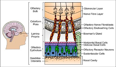 Figure 1 From Olfactory Ensheathing Cells For Spinal Cord Injury