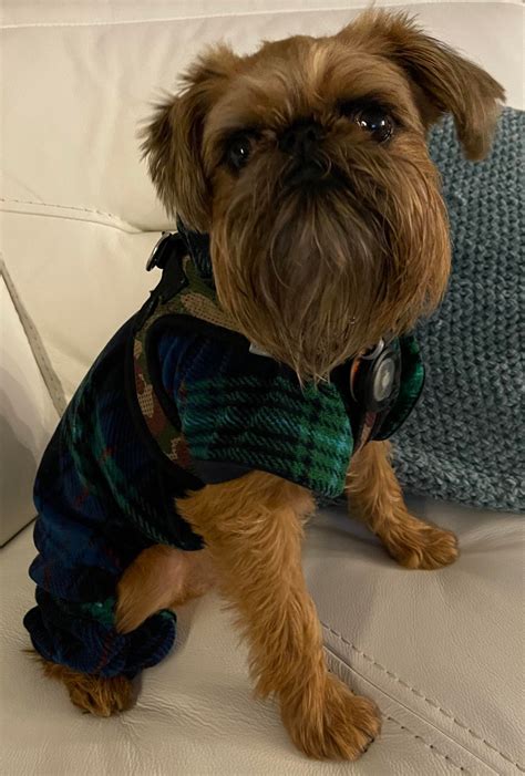 My 8month Old Chug Shes A Maniac Dont Let The Cute Face Fool You R Chugs