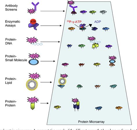 Figure 1 From Protein Microarray Technology Semantic Scholar