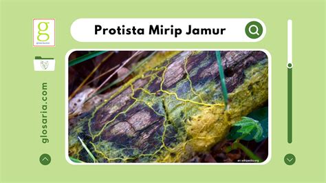 Mengenal Ragam Jenis Protista Mirip Jamur Jamur Protista