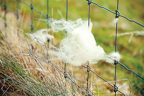 Как излишната вълна помага за намаляване на пластмасовите опаковки Български Фермер