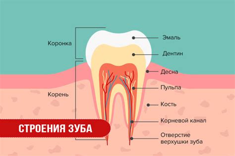 Из чего состоит цемент зуба 98 фото