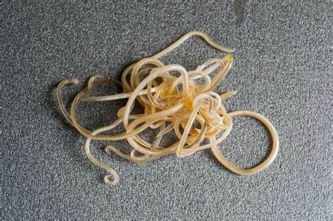10 Common Types Of Worms In Cats With Pictures