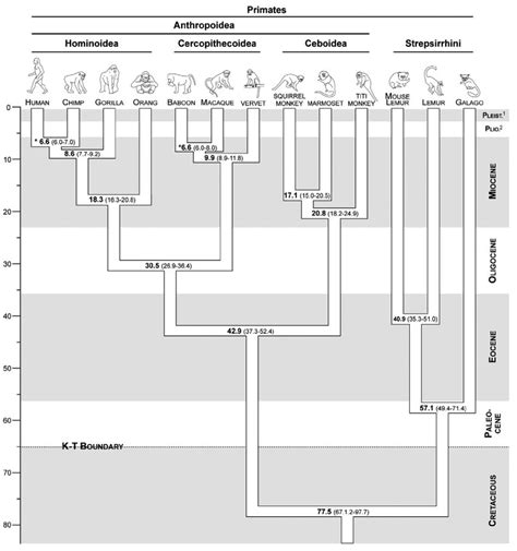 1 Primates Phylogeny Obtained By Molecular Clock Estimates The Dates